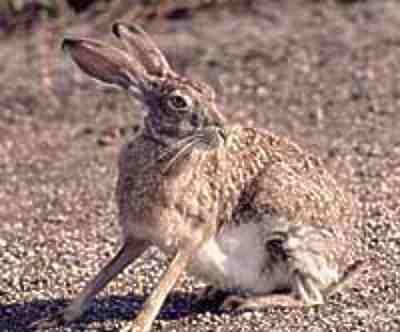 desierto de sonora: LIEBRE
